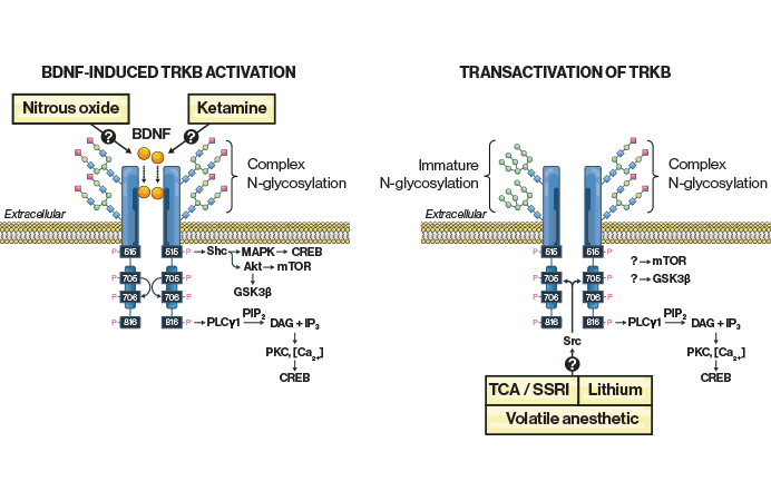 Portfolios – Laboratory of Neurotherapeutics
